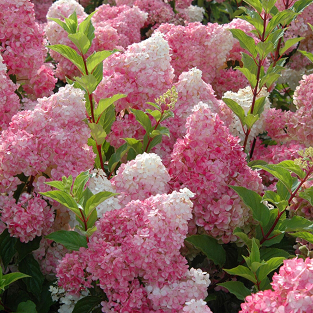 Hydrangea Paniculata Vanilla Strawberry Panicle Hydrangea | SiteOne US